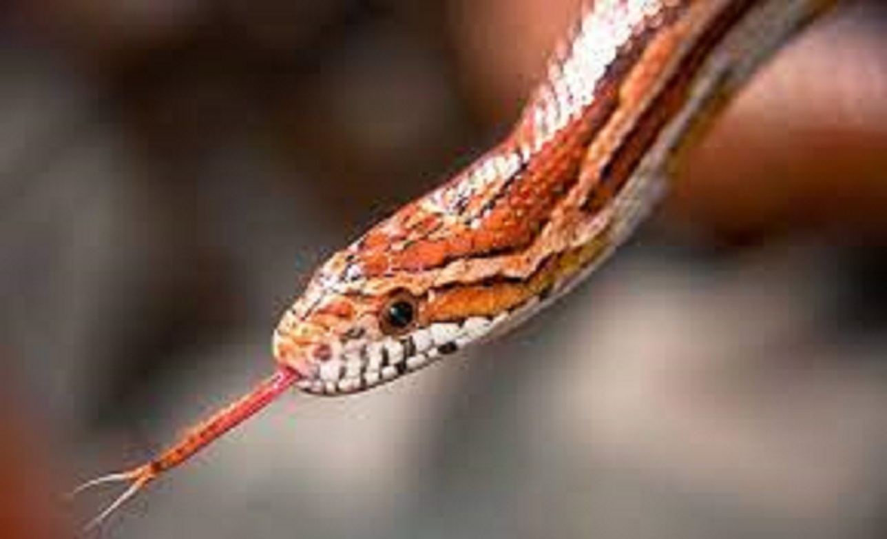 Los diez tipos de lengua viperina - VIGOBOSCO